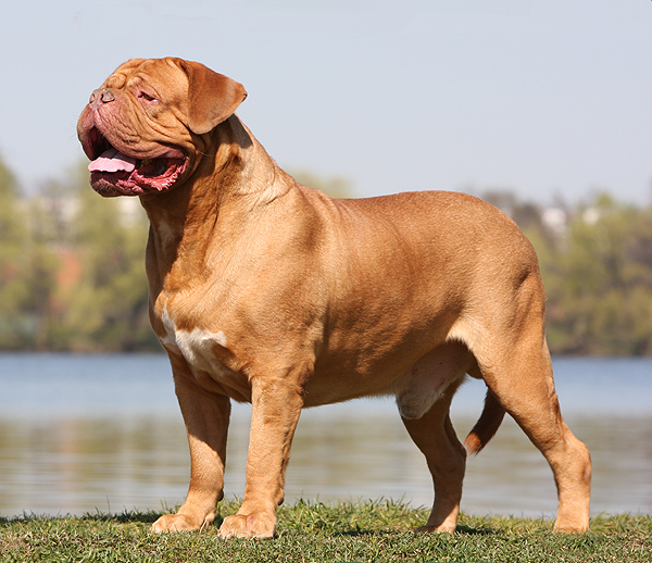 Bordoo Dogi Mastifite T u hing